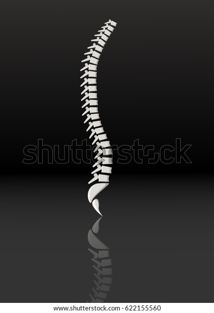 Isolated Anatomical Realistic Spine Vector Illustration Stock Vector ...