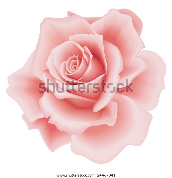 Hermosa rosa aislada en el fondo blanco