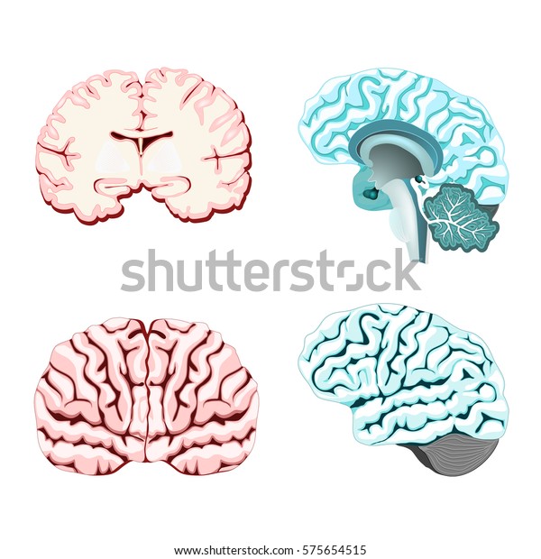 Isolated Brain Cross Section Illustration Human Stock Vector (Royalty ...