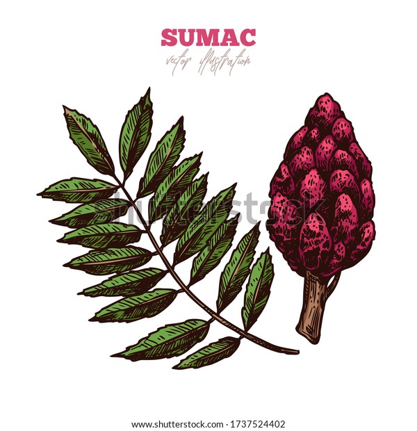 45 Sumac Fruit Stock Vectors, Images & Vector Art | Shutterstock
