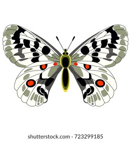 Isolated Colorful Vector Illustration Apollo Butterfly Stock Vector ...