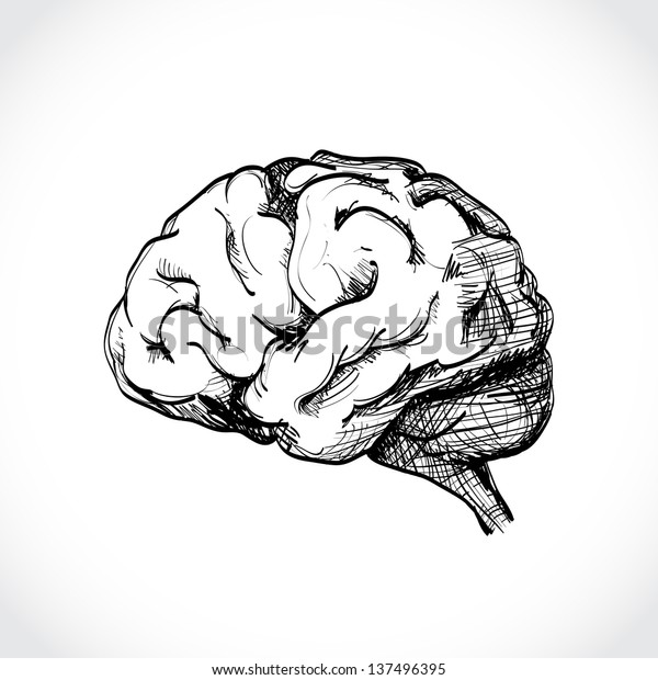 Isolated Human Brain Sketch Illustration Stock Vector (Royalty Free ...