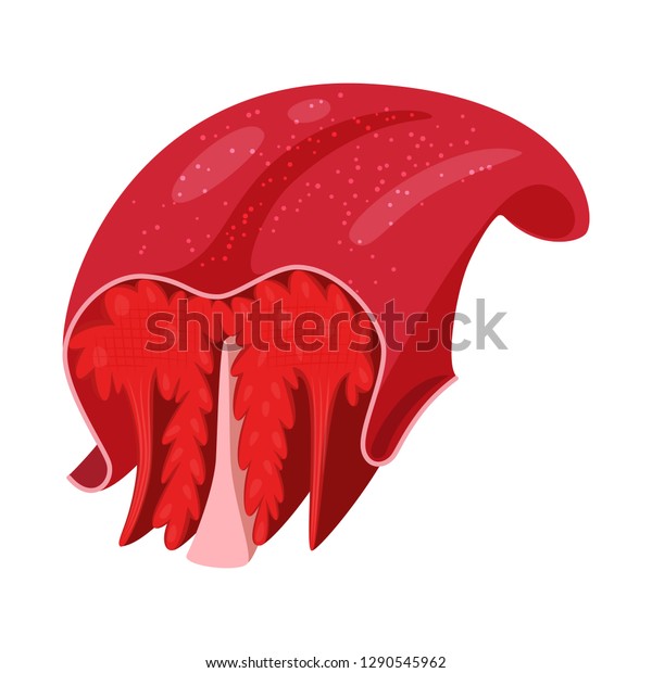 Isolated Object Muscle Cells Icon Collection Stock Vector (Royalty Free ...