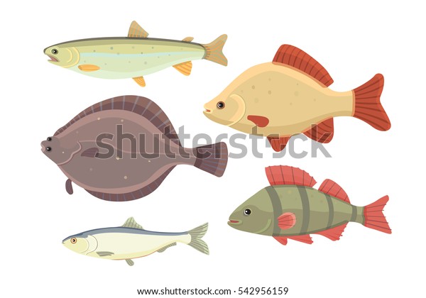 Isolated River Fish Set Freshwater Sea Stock Vector (Royalty Free ...