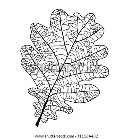 Isolated Skeleton Oak Leaf Veins Stock Vector (Royalty Free) 311184482 ...