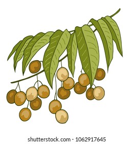 218 Soapberry Stock Vectors, Images & Vector Art | Shutterstock