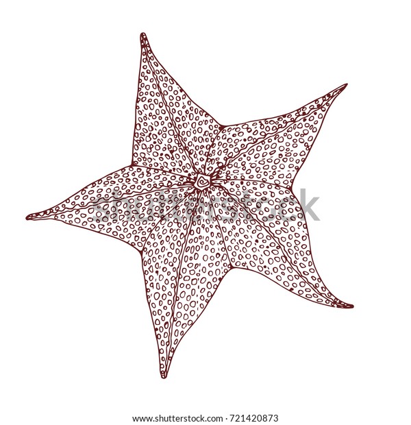 Isolated Starfish Zentangle Style Hand Drawn Stock Vector (Royalty Free ...