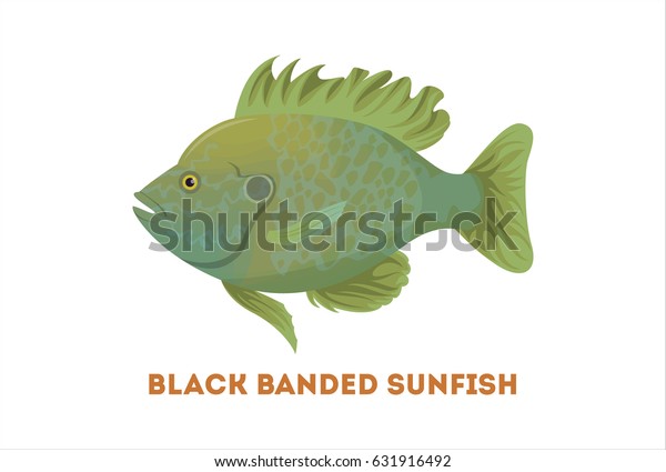 Isolated Sunfish Fish On White Background Stock Vector (Royalty Free ...