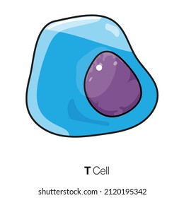Isolated T Cell Vector Illustration Stock Vector (Royalty Free ...