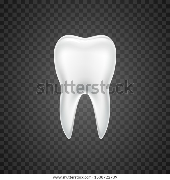 Isolated Tooth Dental Vector Realistic White Stock Vector (Royalty Free ...