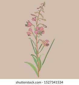 Isolated Vector Illustration Branch Fireweed Flower Stock Vector ...