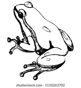 Isolated Vector Illustration Frog Hyla Arborea Stock Vector (Royalty ...