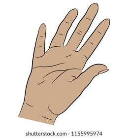 Isolated Vector Illustration Human Female Palm Stock Vector (Royalty ...