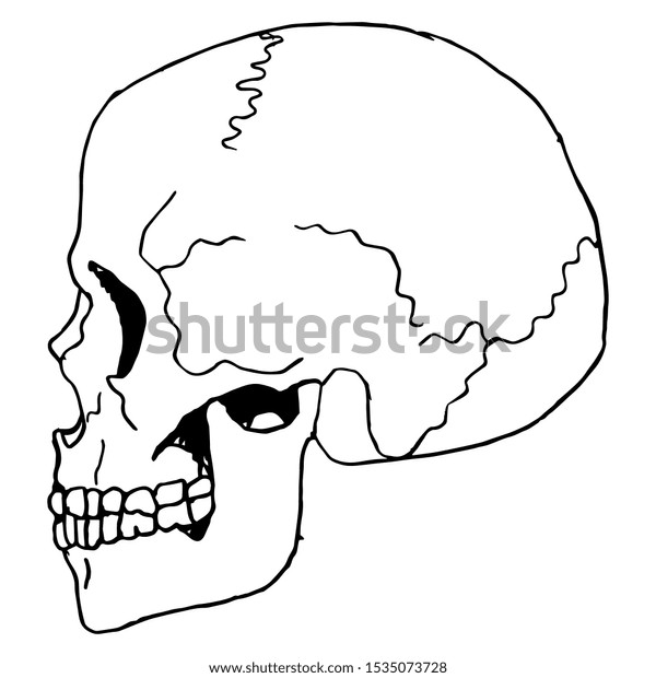 Isolated Vector Illustration Human Skull Profile Stock Vector (Royalty ...