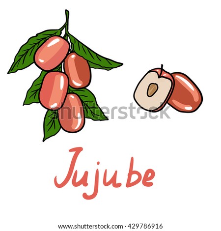 Isolated Vector Illustration Jujube Exotic Tropical 스톡 벡터(사용료 없음 ...