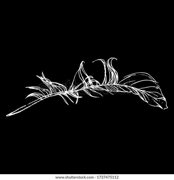 Isolated Vector Illustration Ravens Feather Birdss Stock Vector ...