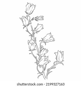 Isolated Vector Outline Botanical Illustration Bluebell Stock Vector ...
