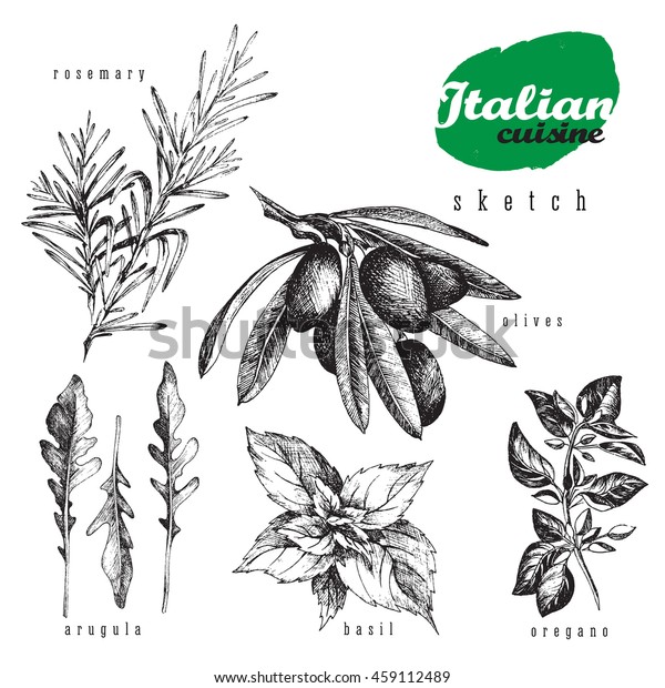 Italian Cuisine Herbs Plants Vector Isolated Stock Vector (Royalty Free ...