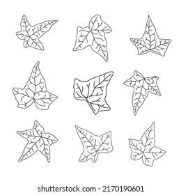 Ivy Leaf Outline Set Collection Ivy Stock Vector (Royalty Free ...