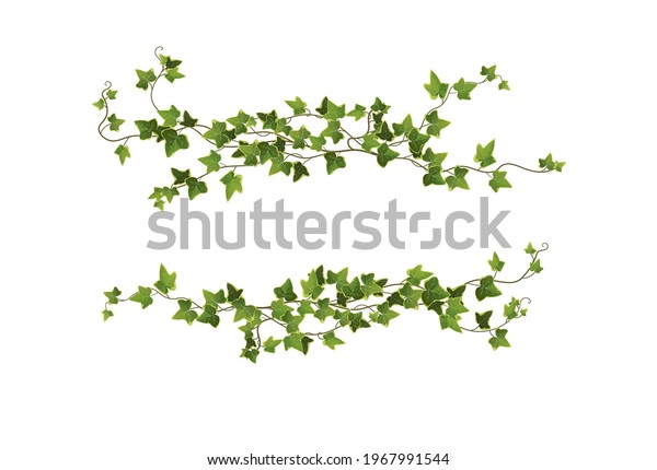 Ivy Plant Branch Cartoon Vector Illustration Stock Vector (Royalty Free ...