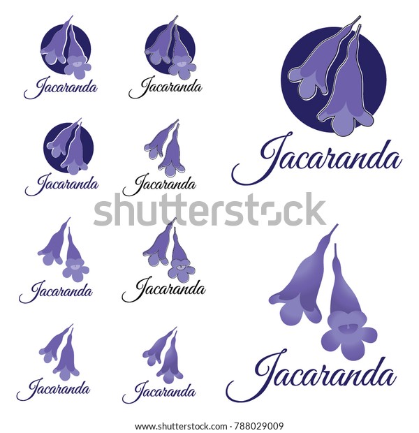 Juego de símbolos de la flor de Jacaranda e iconos en un fondo aislado