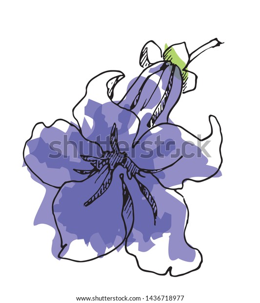 Jacarandasingle Flower Hand Drawn Graphic Elementblack: เวกเตอร์สต็อก ...