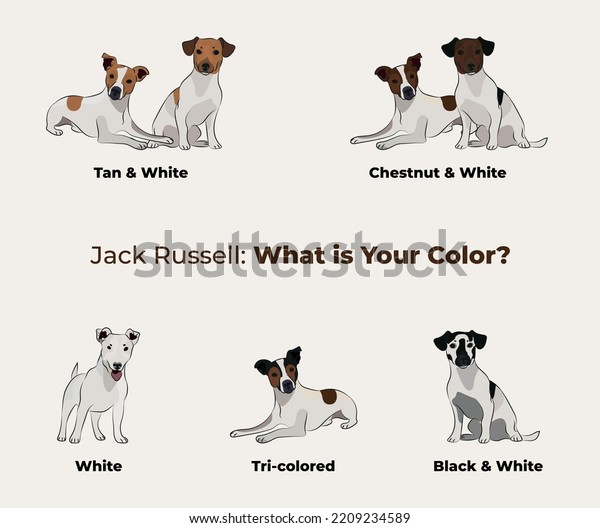Jack Russell Terrier Breed Dog Pedigree Stock Vector (Royalty Free ...