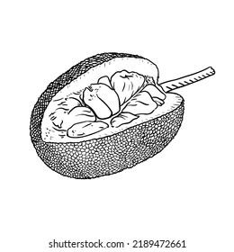 Jackfruit Hand Drawing Illustration Black Color Stock Vector (Royalty ...