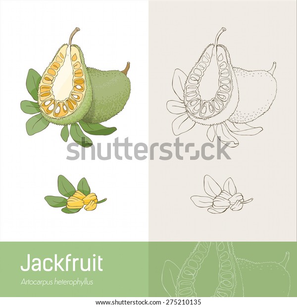 Jackfruit Section Fruit Leaves Seeds Hand Stock Vector (Royalty Free ...