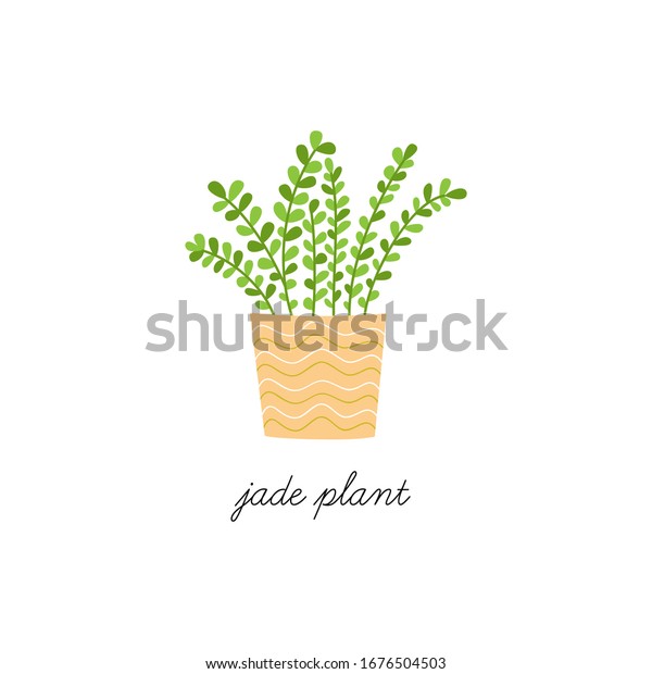 Jade Plant Succulent Vector Illustration Graphic Stock Vector (Royalty ...