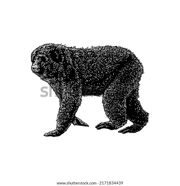 Japanese Macaque Hand Drawing Vector Illustration: เวกเตอร์สต็อก (ปลอด ...