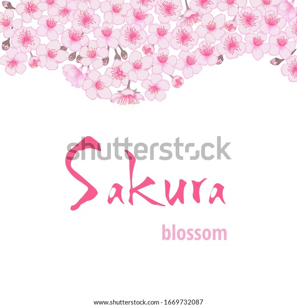Japanese Sakura Spring Template Cherry Blossom Stock Vector (Royalty ...