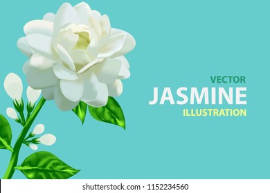 Jasmine Flower Vector Illustration Stock Vector (Royalty Free ...