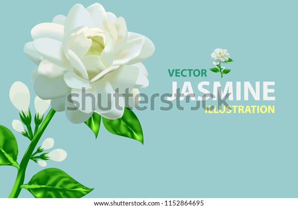 Jasmine Flower Vector Illustration Stock Vector (Royalty Free ...