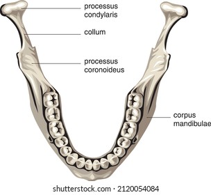 506 Teeth Anatomy Top View Images, Stock Photos & Vectors | Shutterstock
