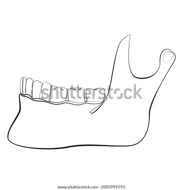 Jaw Teeth One Line Drawing On Stock Vector (Royalty Free) 2003999591 ...