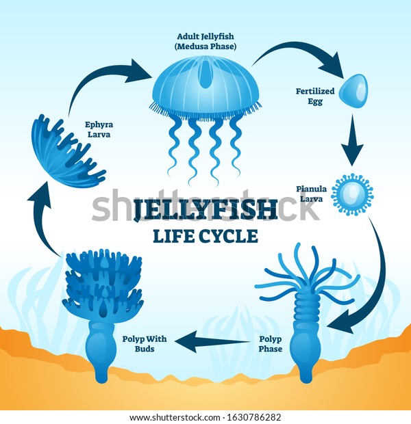 Jellyfish Life Cycle Educational Labeled Diagram Arkivvektor ...