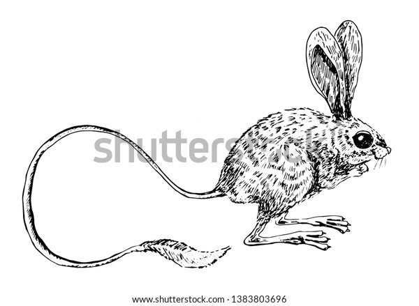 Jerboa Vector Illustration Isolated Hand Drawn Stock Vector (Royalty ...