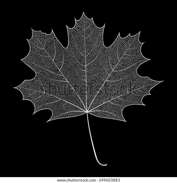107 張 Skeletal maple leaf 圖片、庫存照片和向量圖 | Shutterstock
