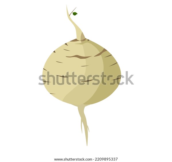 Jicama Vector Illustration Isolated On White Stock Vector (Royalty Free ...