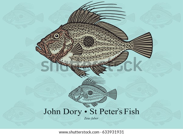 John Dory Vector Illustration Refined Details Stock Vector (Royalty ...