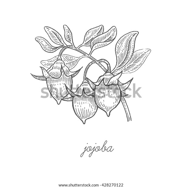 Jojoba Fruit Vector Plant Isolated On Stock Vector (Royalty Free) 428270122