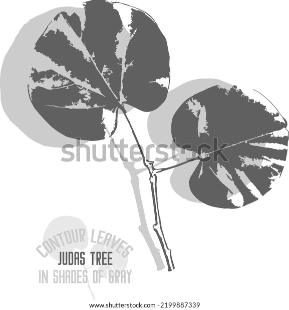 Judas Tree Branch Vector Silhouette Set Stock Vector (Royalty Free ...