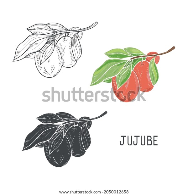 주즈베과일과 잎스케치설정디자인 요소입니다. 스톡 벡터(로열티 프리) 2050012658 | Shutterstock