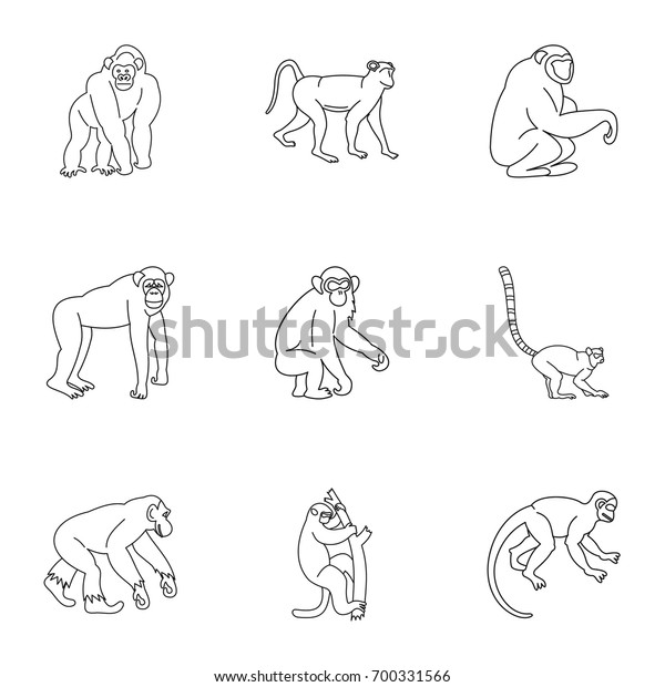 Jungle Monkey Icon Set Outline Set Stock Vector (Royalty Free ...