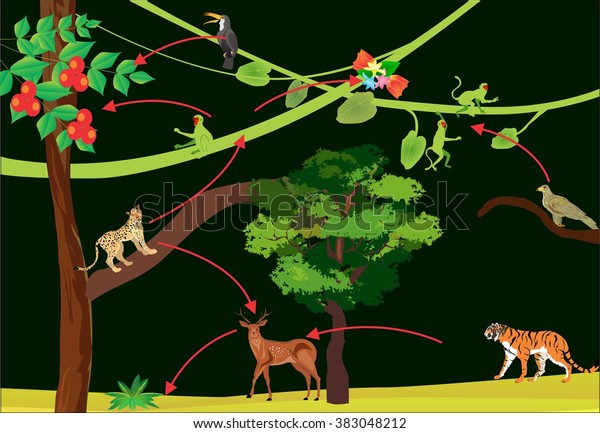 Jungle Rainforest Food Chain Vector Illustration Stock Vector (Royalty ...