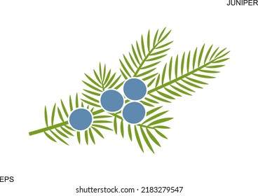 Juniper Berries Logo Isolated Juniper Berries Stock Vector (Royalty ...