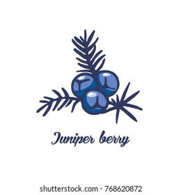Juniper Berry Vector Drawing Isolated Illustration Stock Vector ...