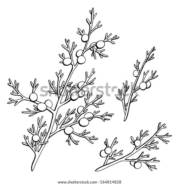 Juniper Graphic Black White Isolated Sketch Stock Vector (Royalty Free ...