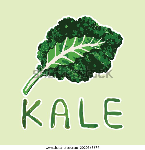 Kale Leaf Drawing Watercolor Hand Painting Stock Vector (Royalty Free ...